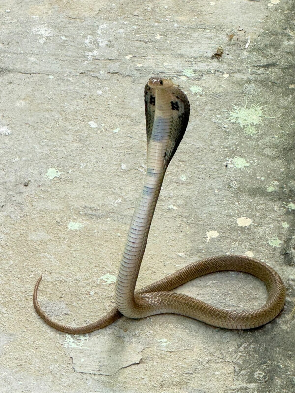 Indian cobra found inside grandparents' house in India before snake ...
