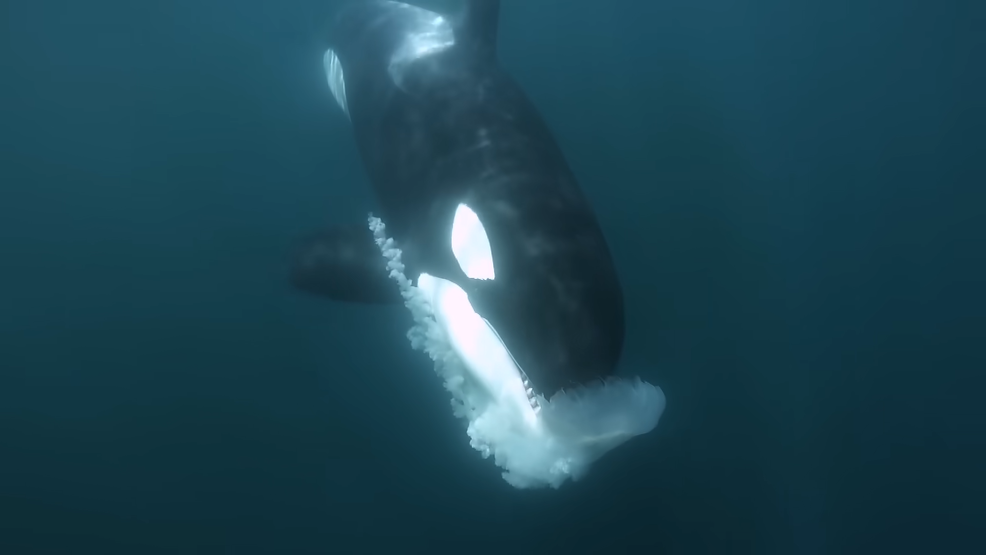 This 10-ton orca hunts great white sharks – then rips out only the liver