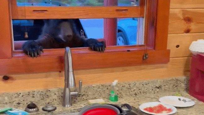 Who's ready for taco night? Bear tries to crash family meal