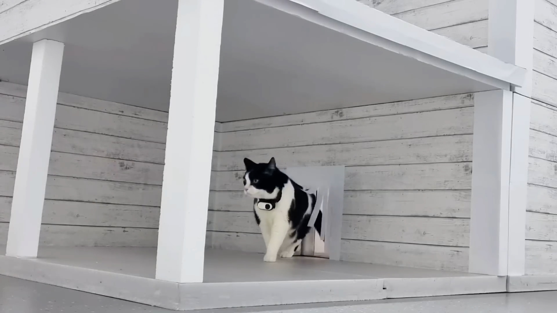 We built dream house for this cat