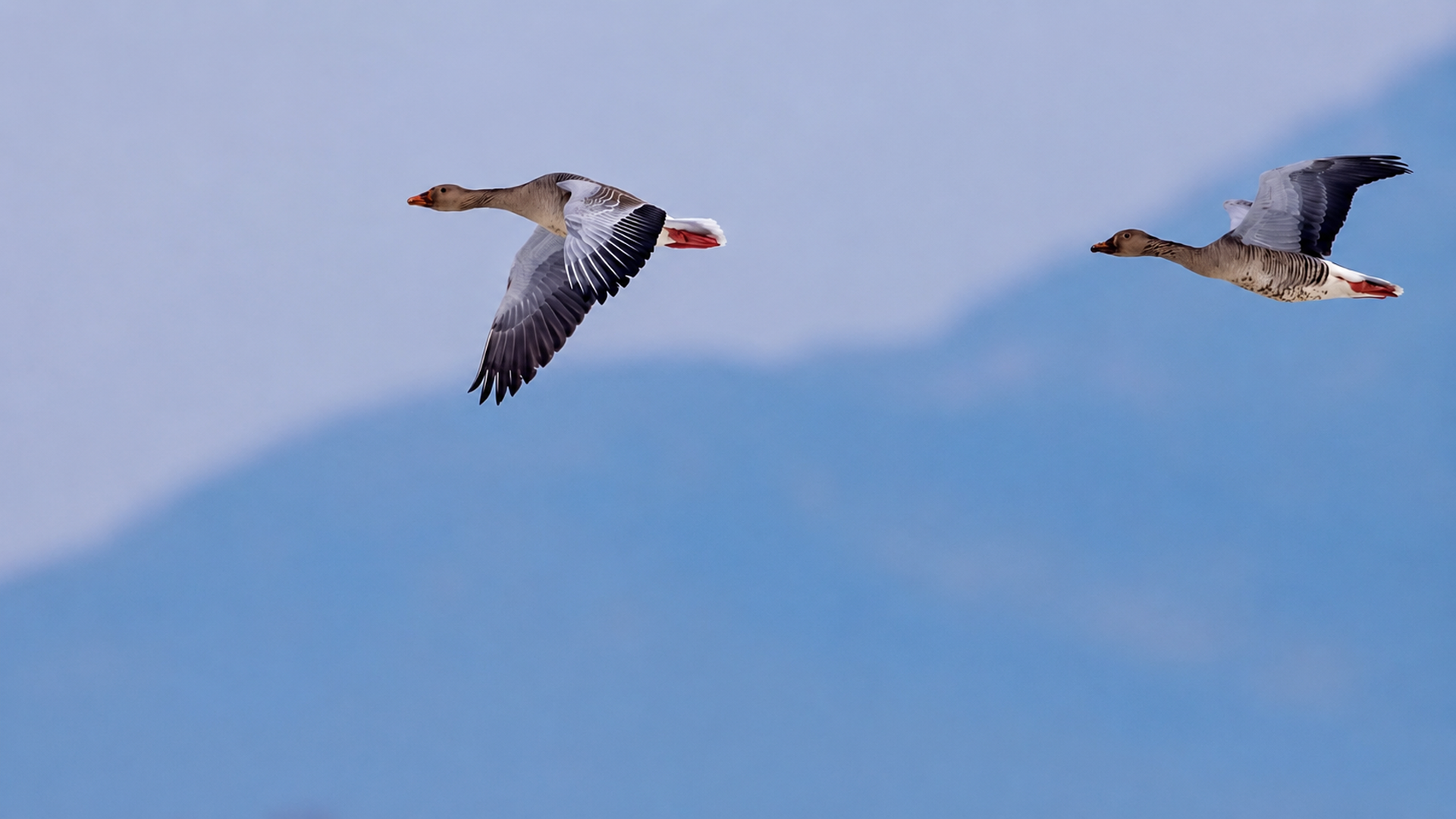 Why are migrating birds refusing to leave this lake?