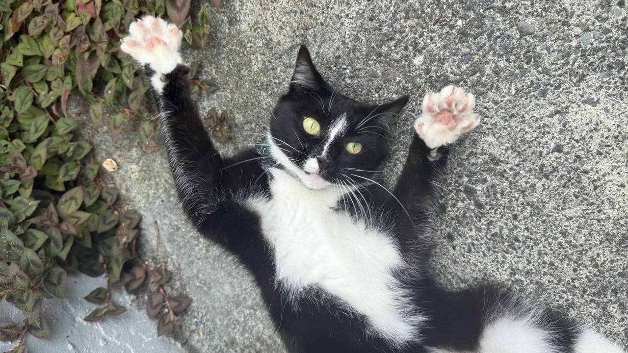 Landlord takes cat fight to tribunal