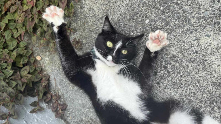 Landlord takes cat fight to tribunal