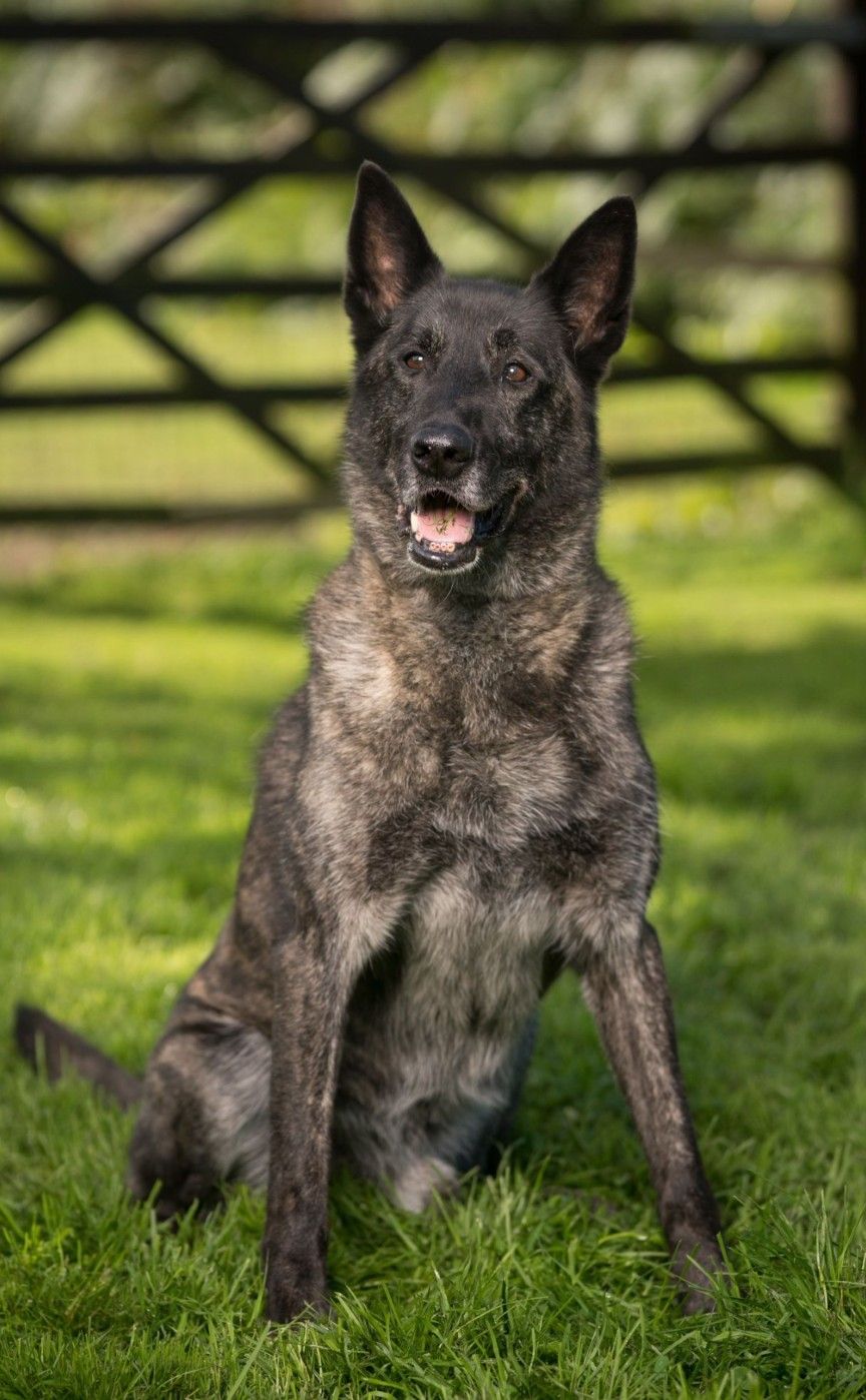 Goodnight Zeus - LANCS Police announce sad death of furry colleague ...