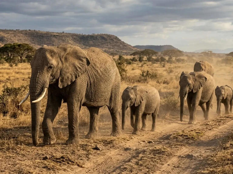 Why scientists are racing to protect animal traditions before they ...