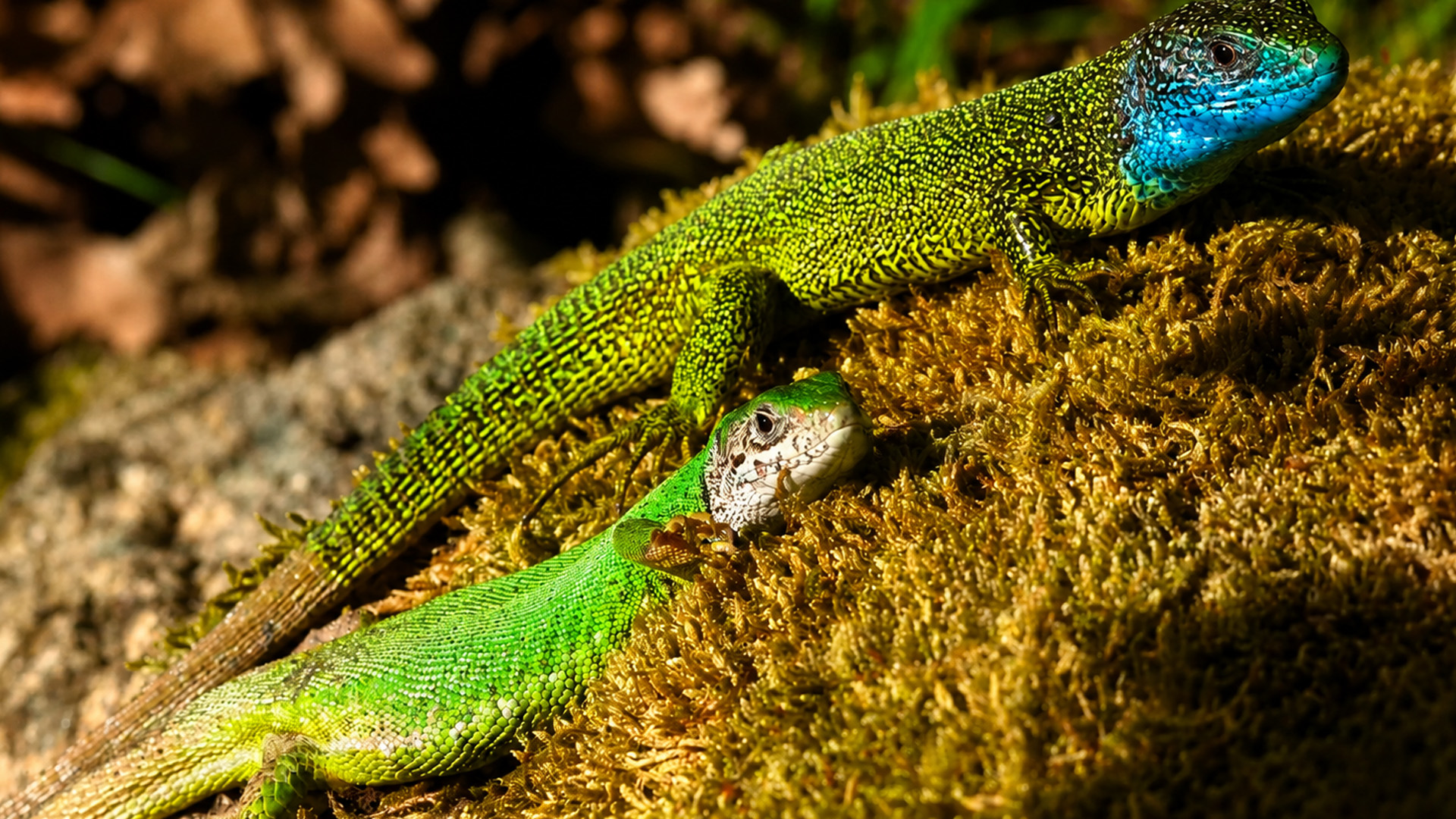 This forest reptile didn’t notice the hidden camera nearby