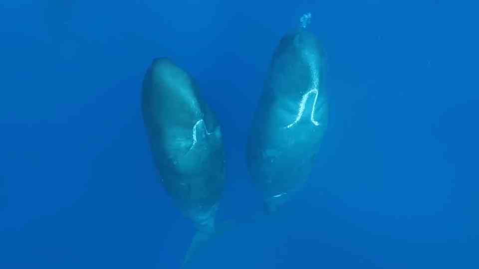 Watch what happens 2,000 meters below the ocean – giant squid vs sperm ...