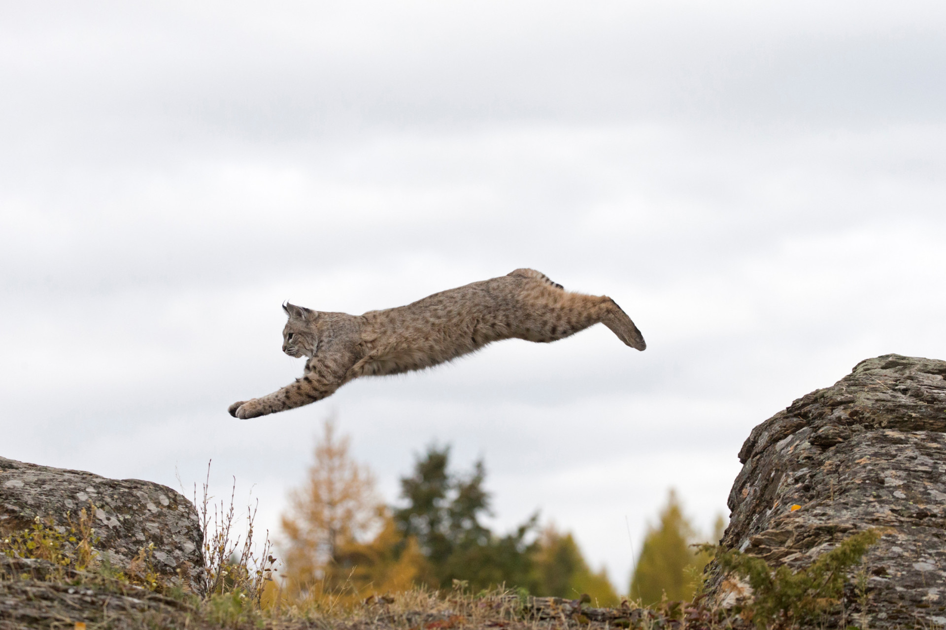 Schwerelos: Perfekte Fotos von scheinbar fliegenden Tieren