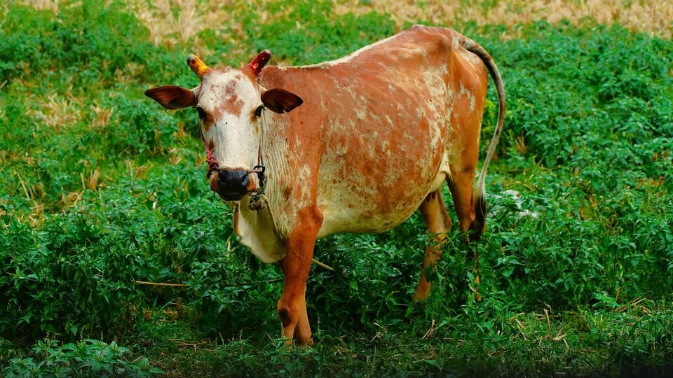 Do not perform cow sacrifices; never consume beef again: Kolkata imam ...