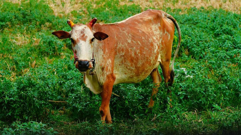 Do not perform cow sacrifices; never consume beef again: Kolkata imam ...