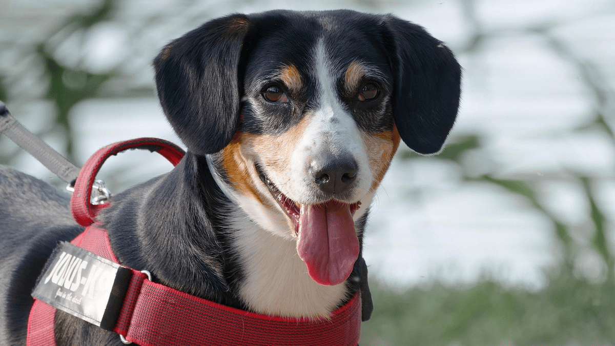 Your Dogs Bad Breath Can Mean More Than a Dental Problem, Experts Say
