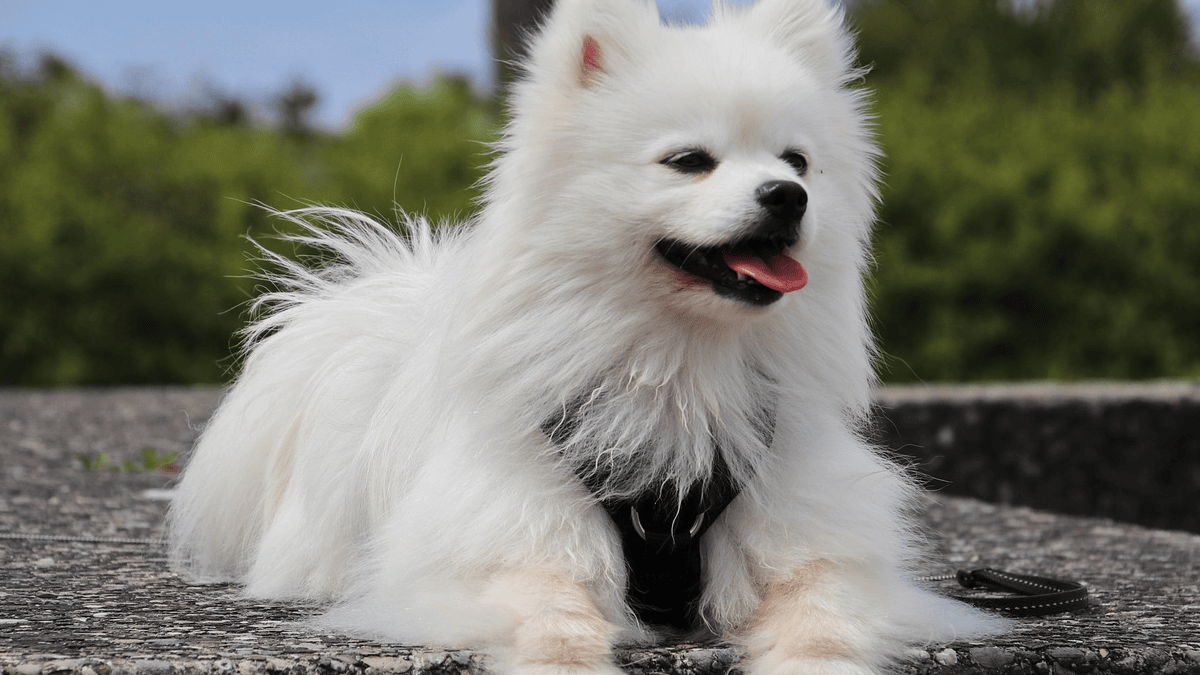 Your Dogs Bad Breath Can Mean More Than a Dental Problem, Experts Say