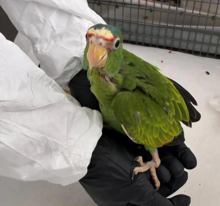 Acusan a dos personas de traficar loros y periquitos en peligro de ...