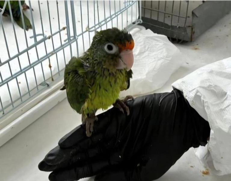 Acusan a dos personas de traficar loros y periquitos en peligro de ...