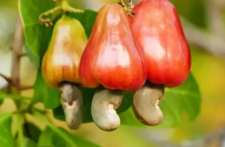 Tasty, expensive and considered healthy – but the cashew hides a big ...