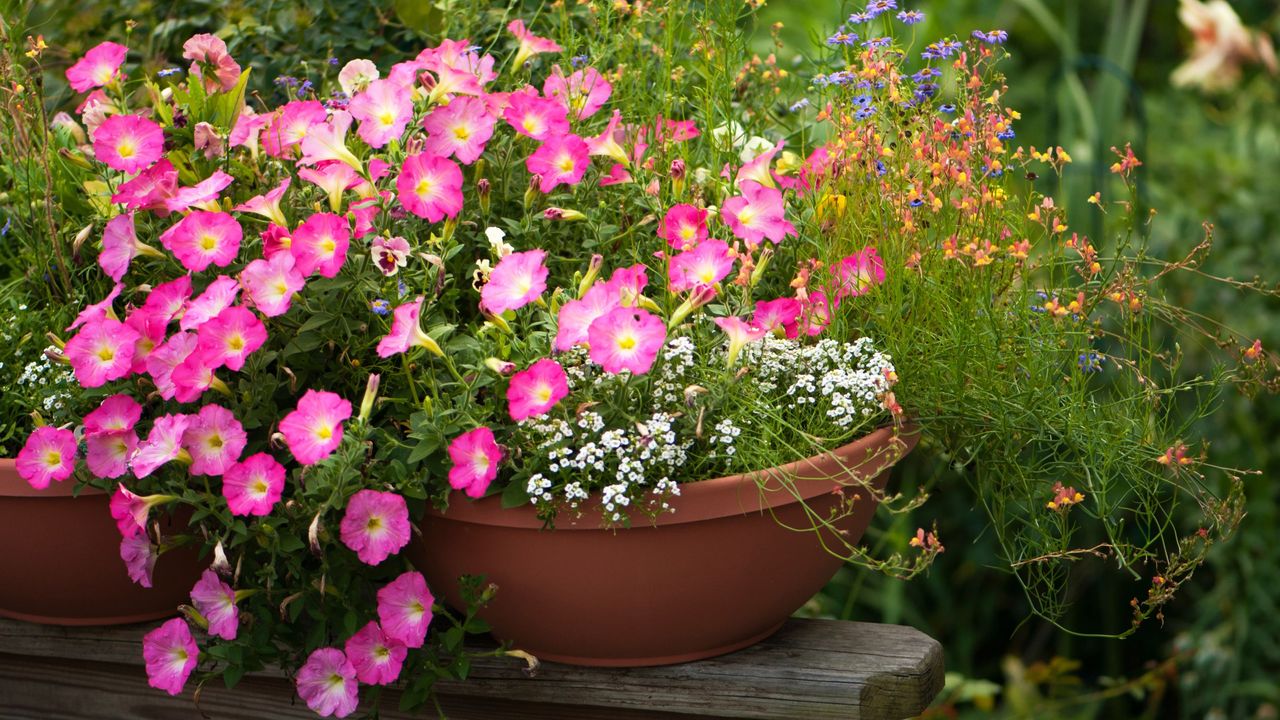 7 container flowers to plant in May for non-stop colour all summer long