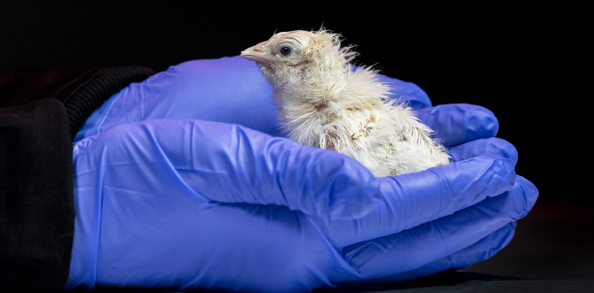 First baby chickens ever grown in artificial eggs born in Texas