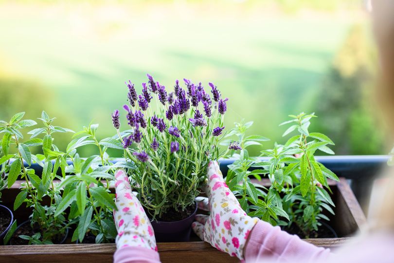 Five flowers and crops to plant now in UK gardens for a late summer display