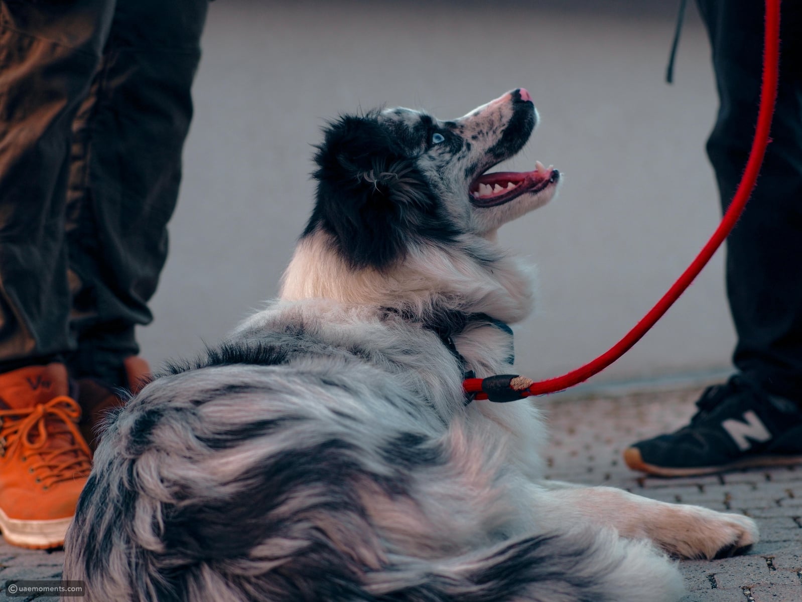 Everyday habits that make your dog feel ignored, according to experts