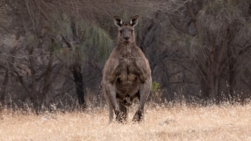 A 6-foot kangaroo stood up in front of him - seconds later, he tried to ...
