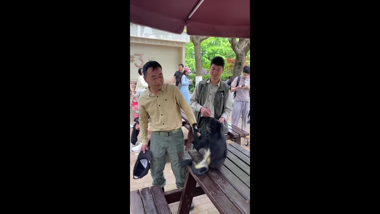 Amusing moment keeper seen roughhousing with playful spider monkey