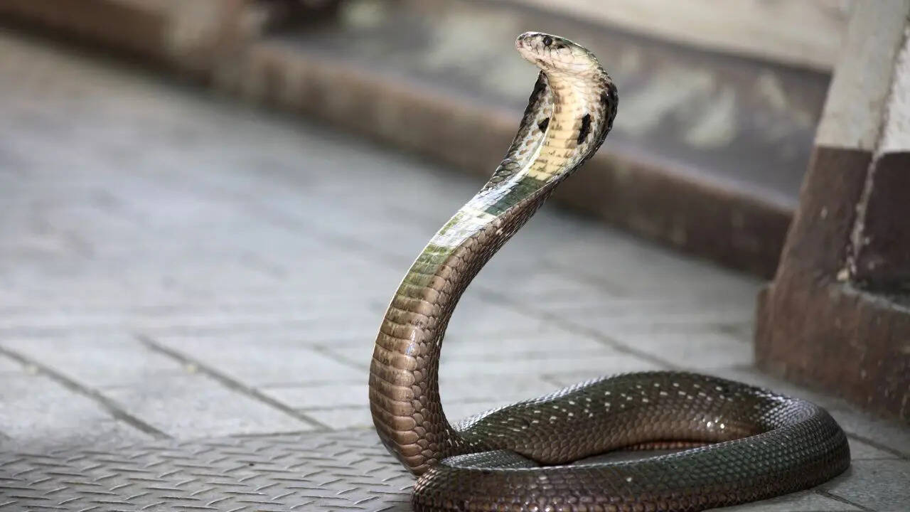 5 snake parks in India where travellers can spot rare and venomous ...