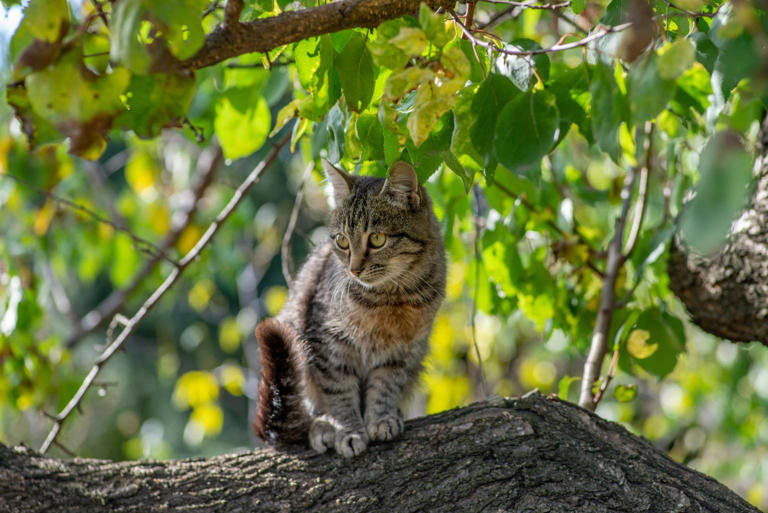 Stray cat and her kittens rescued from tree: Heartwarming update inside