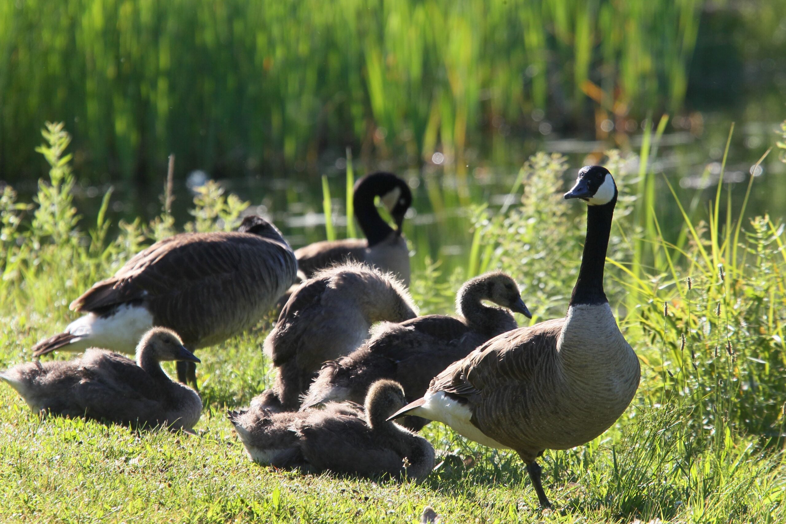 Don’t mess with the nest: Goose expert responds to viral Boston goose ...