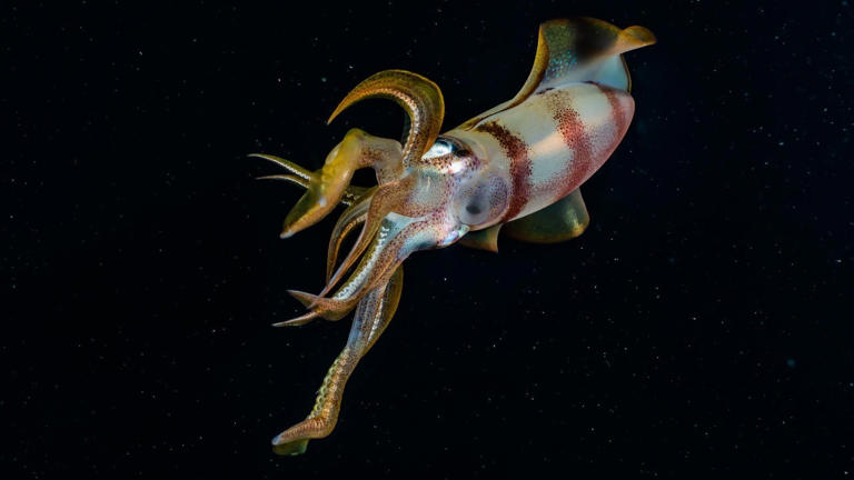 226 marine species — some unknown to science — just surfaced from ...