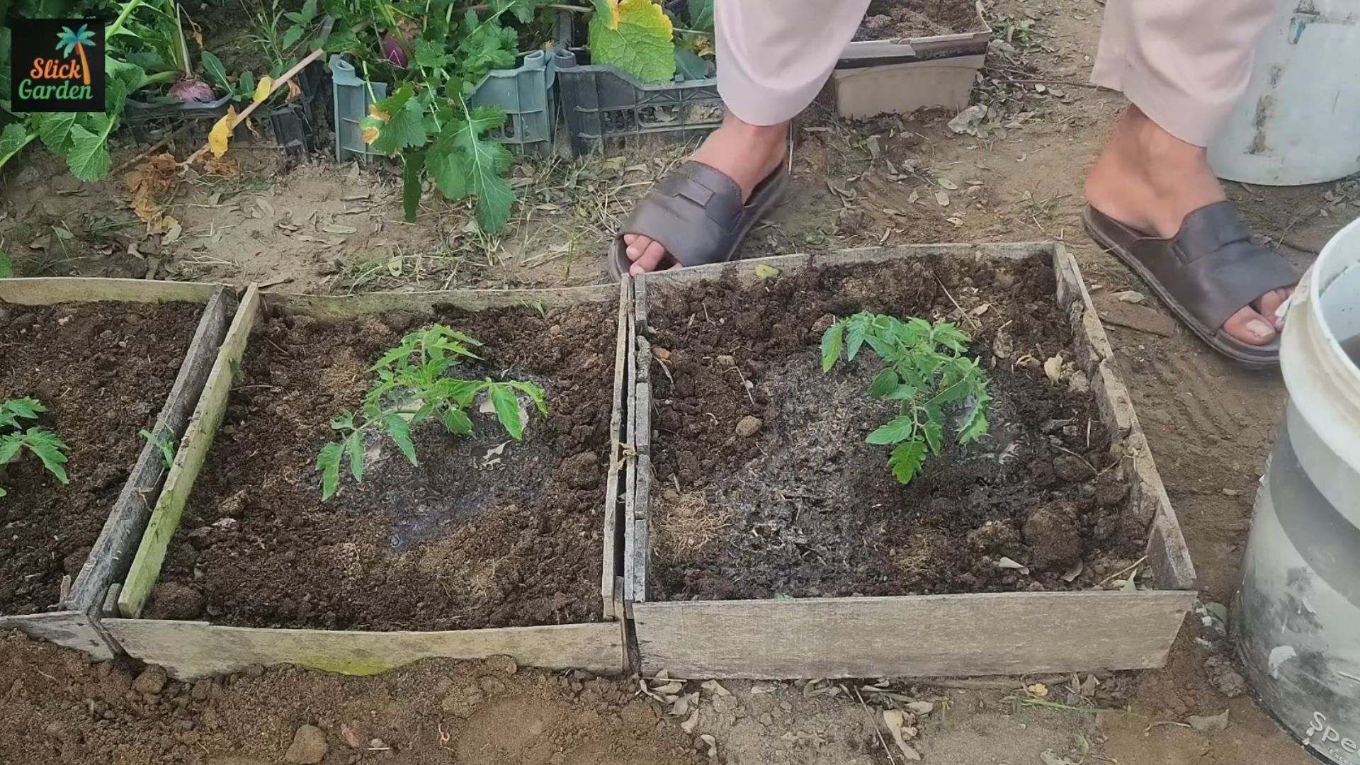 How to grow sweeter tomatoes: 5 organic hacks