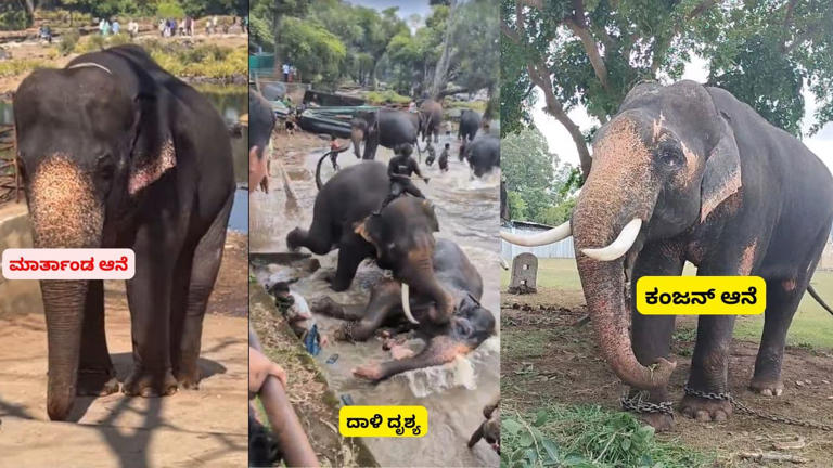 Karnataka: Elephant Marthanda dies after fatal clash at Dubare Elephant ...