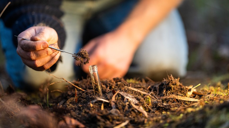 Mistakes everyone makes when growing fruit trees