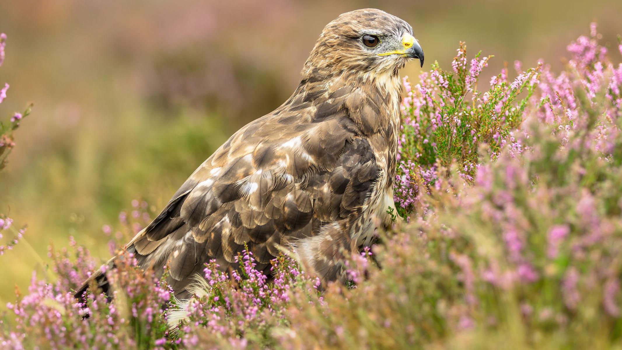Police appeal after buzzard shot in national park