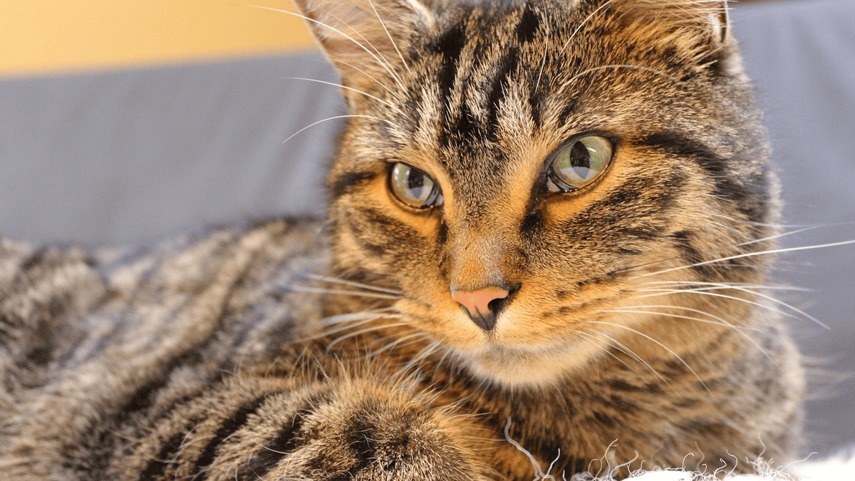 The little habits that show your cat feels safe with you, experts say