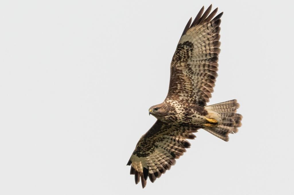 Shot buzzard found in North York Moors dies as police launch investigation
