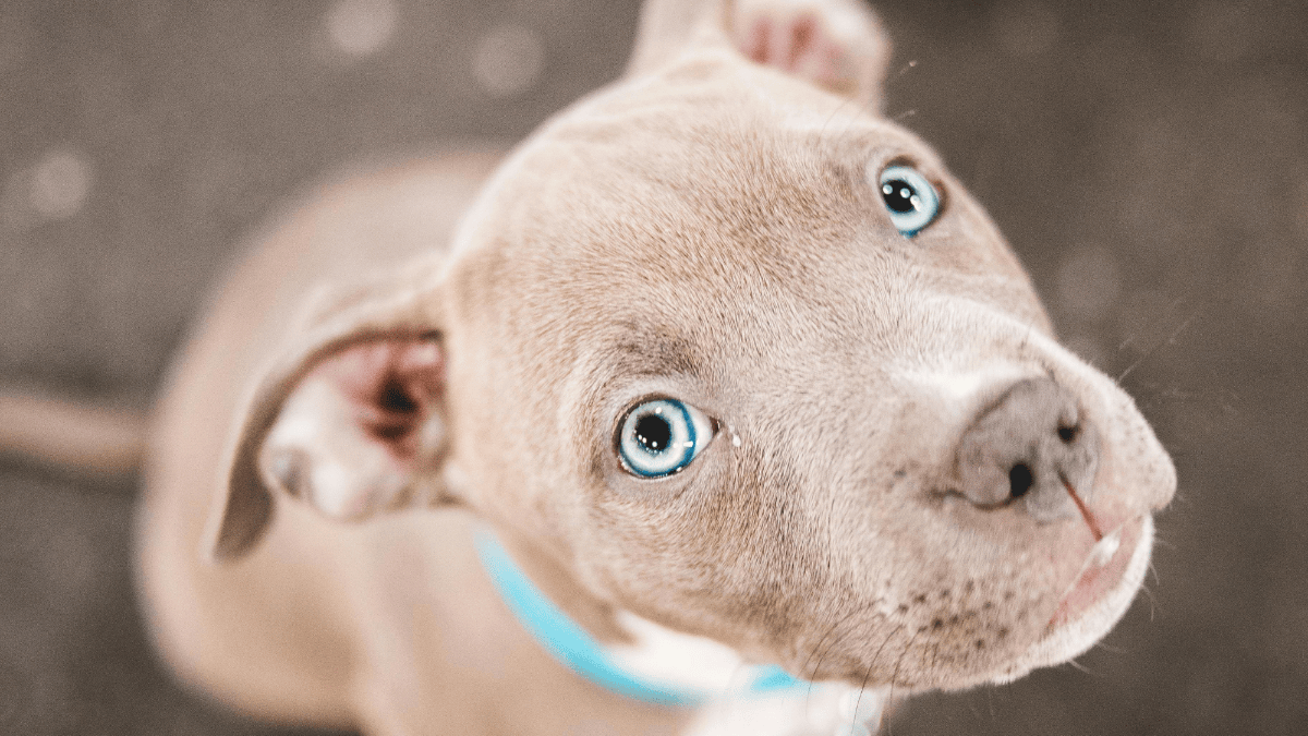How much water should your dog drink daily?