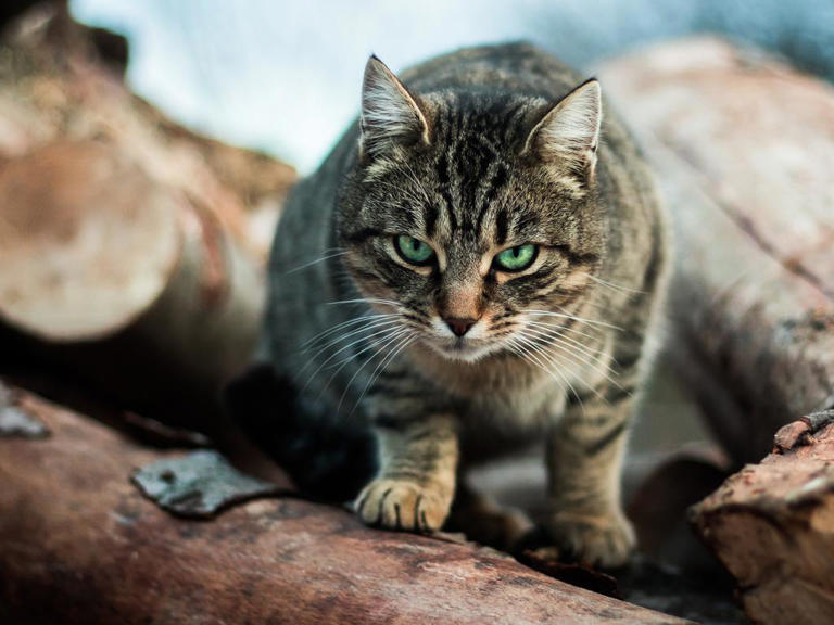 Landlord takes cat fight to tribunal