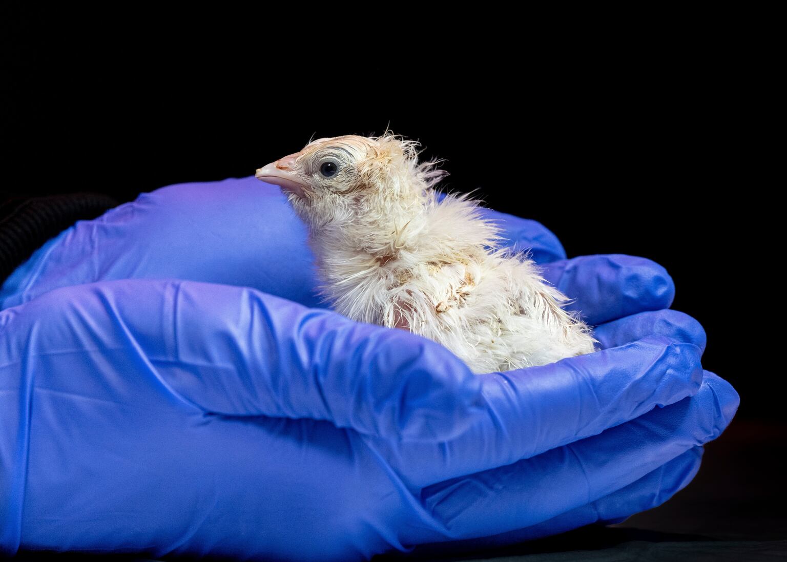 US biotech company hatches live chicks from an artificial eggshell