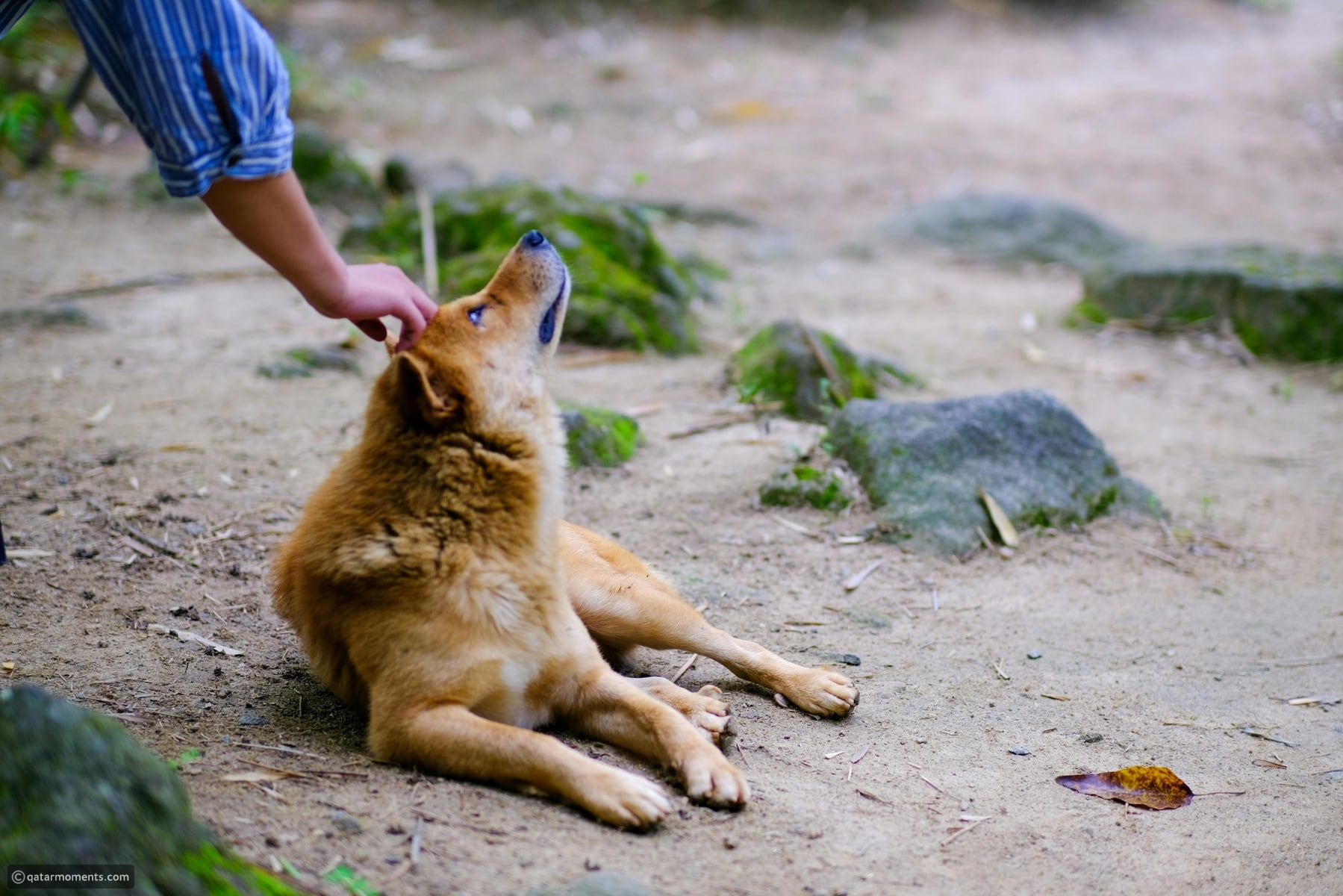 These powerful creatures are known for bone-crushing strength