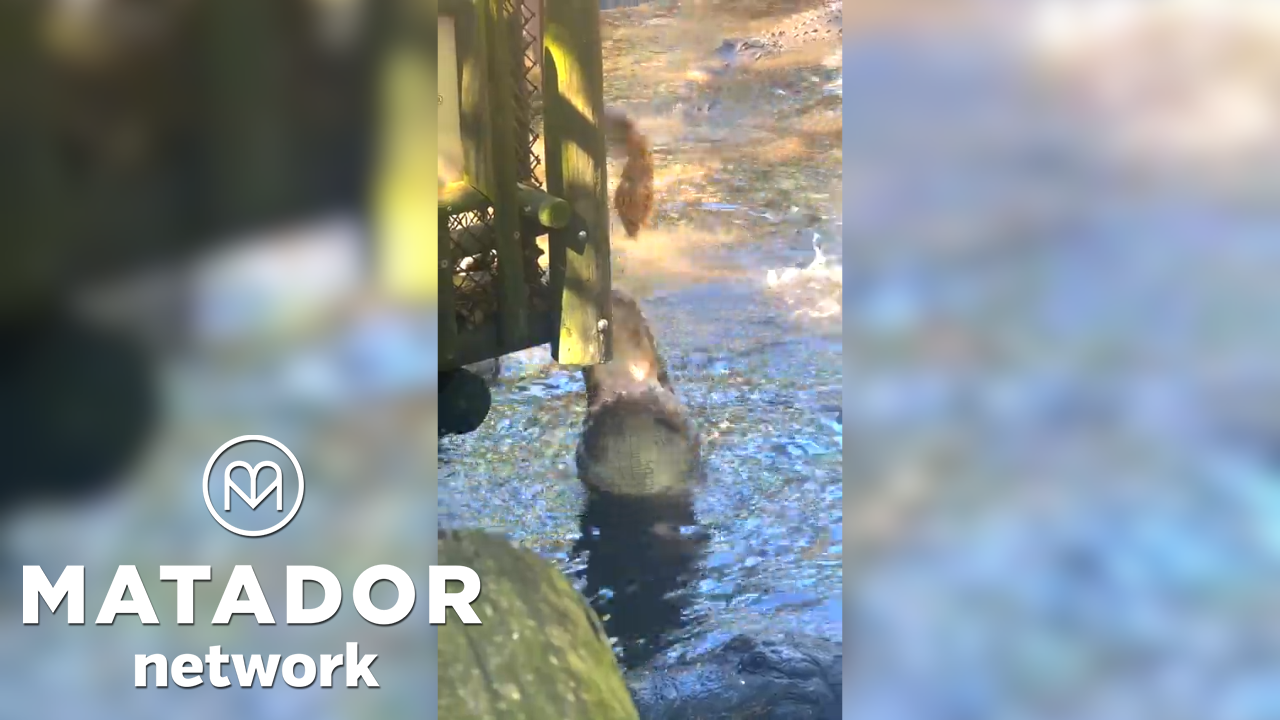 Family day at Florida alligator farm
