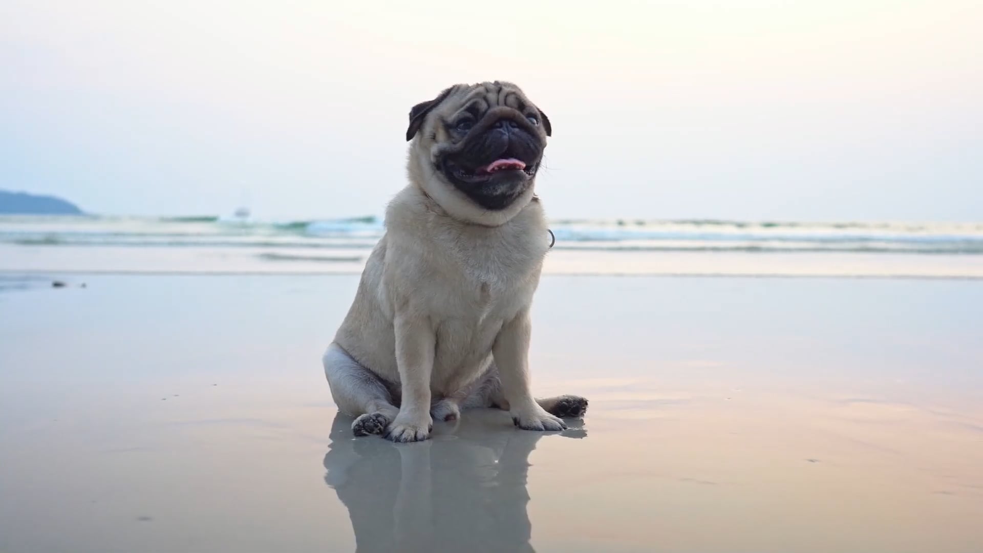 Dog friendly US beaches your pup will adore