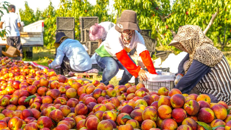 Del Monte bankruptcy forces farmers to remove 420,000 peach trees ...