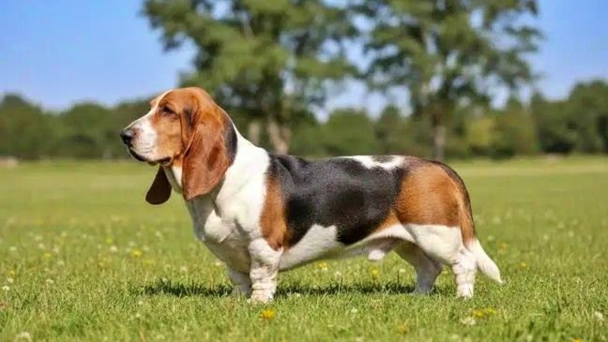 6 gentle dog breeds that many introverts quietly fall in love with