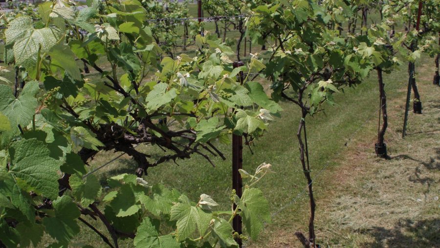 Major advancement East Tennessee wine region earns recognition