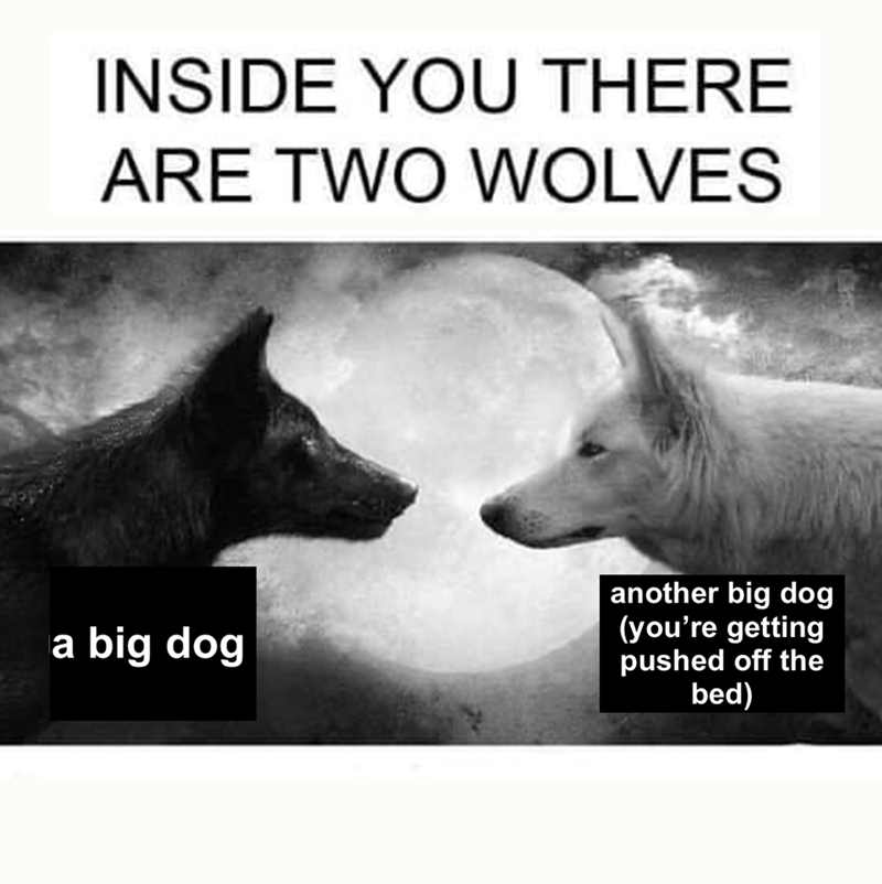 23 big dog memes for pet parents who got that dog in them