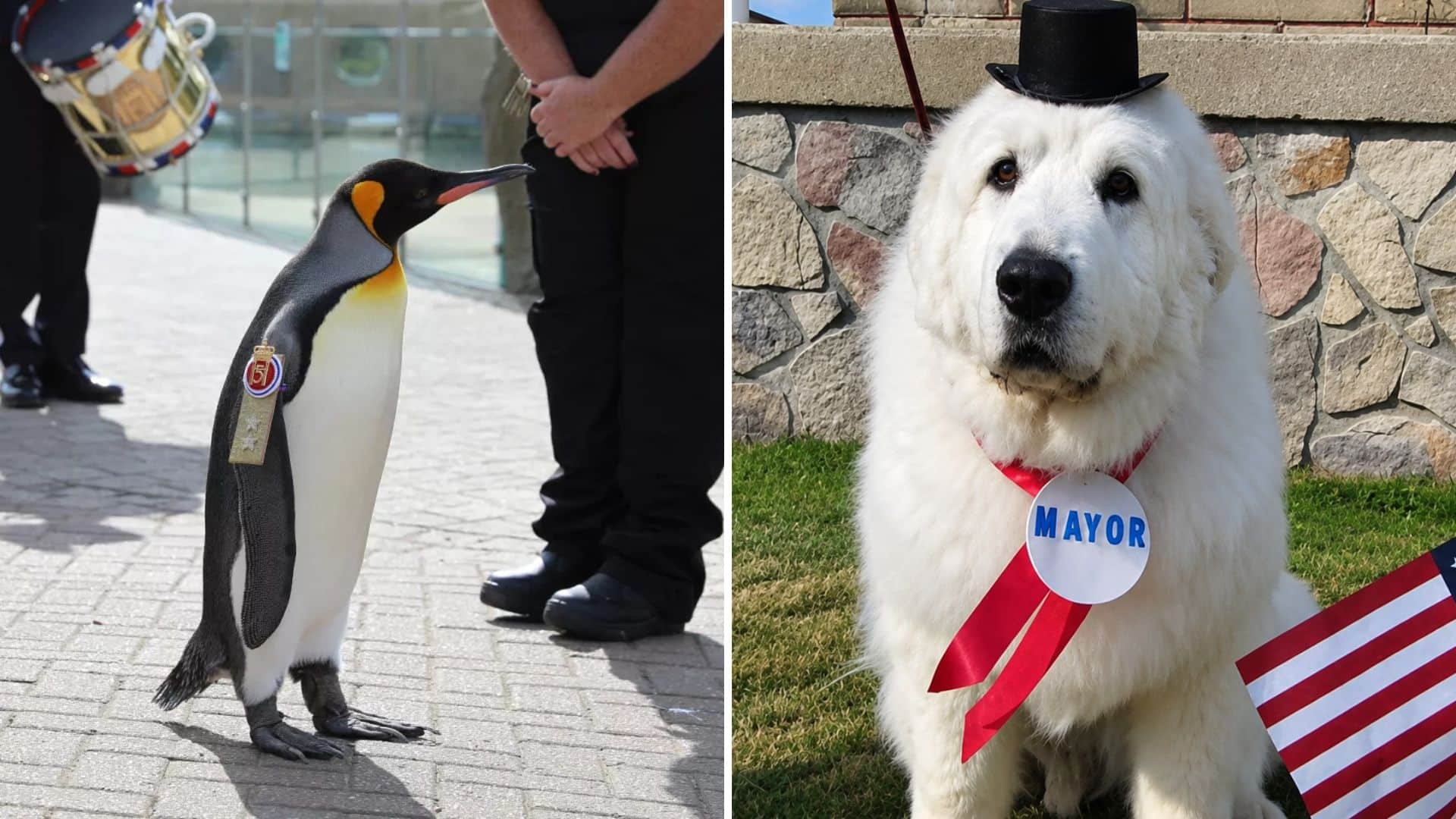 Real animals who took on very human roles