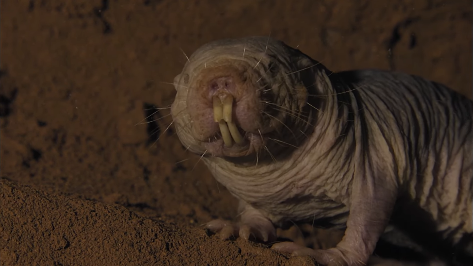You won’t believe what’s living underground right beneath you right now
