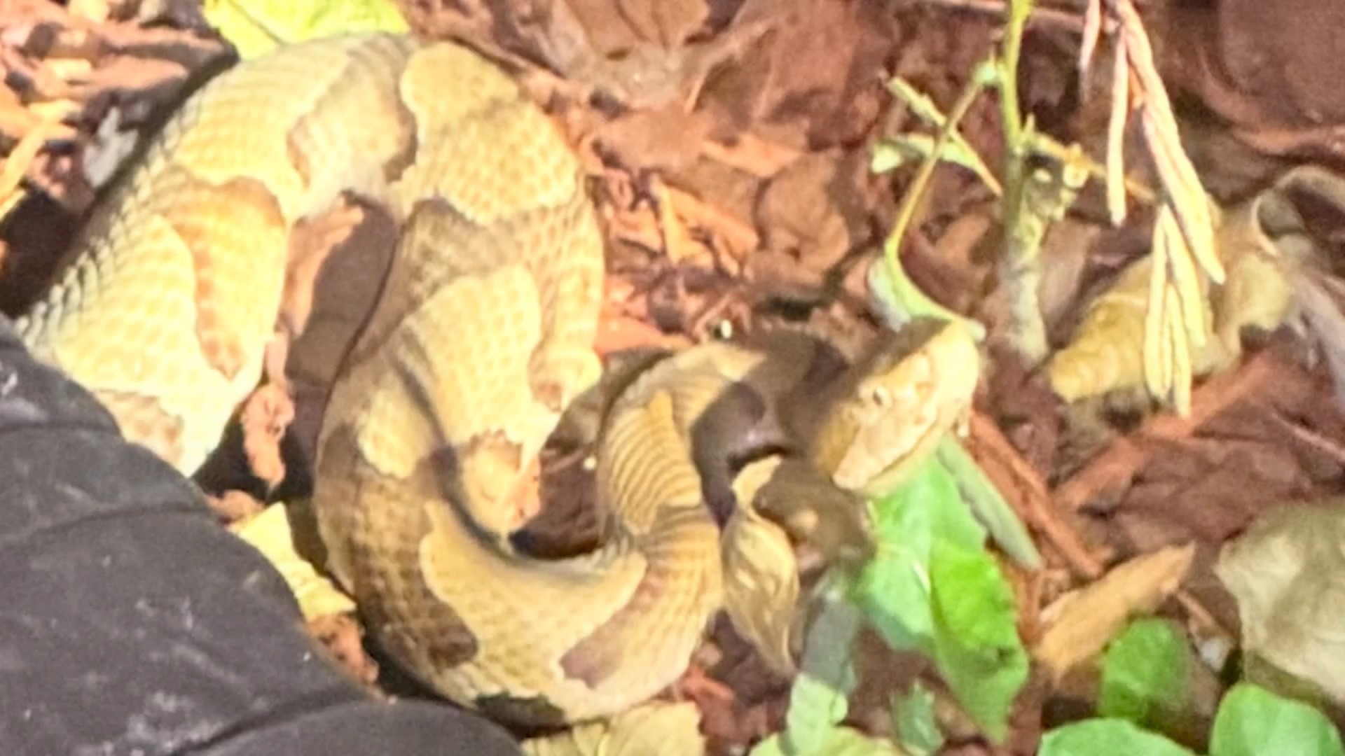 Trussville woman shares her story after painful copperhead encounter