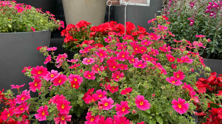 Chelsea gold is 29th for garden champions