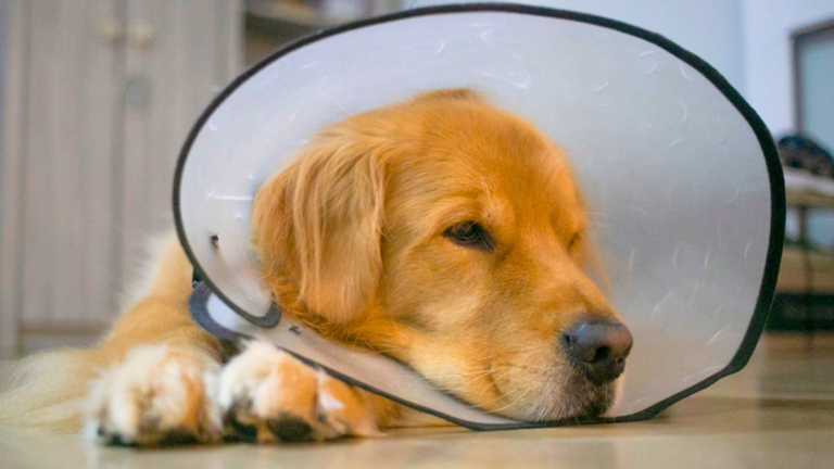 Map reveals spread of canine illness across multiple states, raising ...